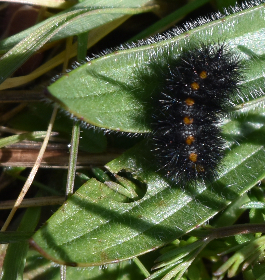 Trampling Threatens Helliwell’s Endangered Caterpillars