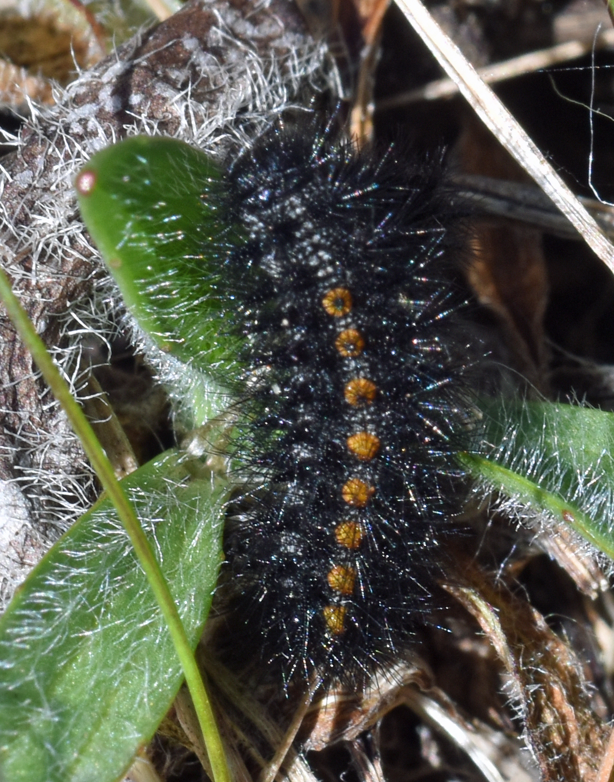Tracking Taylor’s Checkerspots in Helliwell