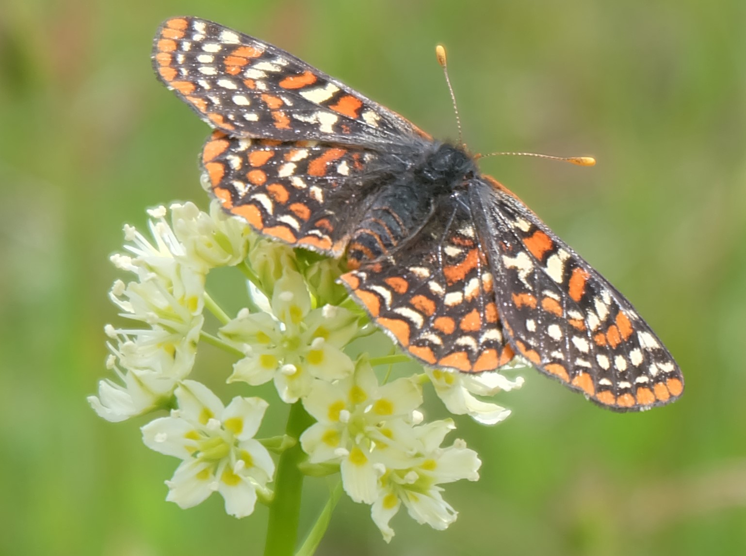 Are Butterflies Rebounding in Helliwell?