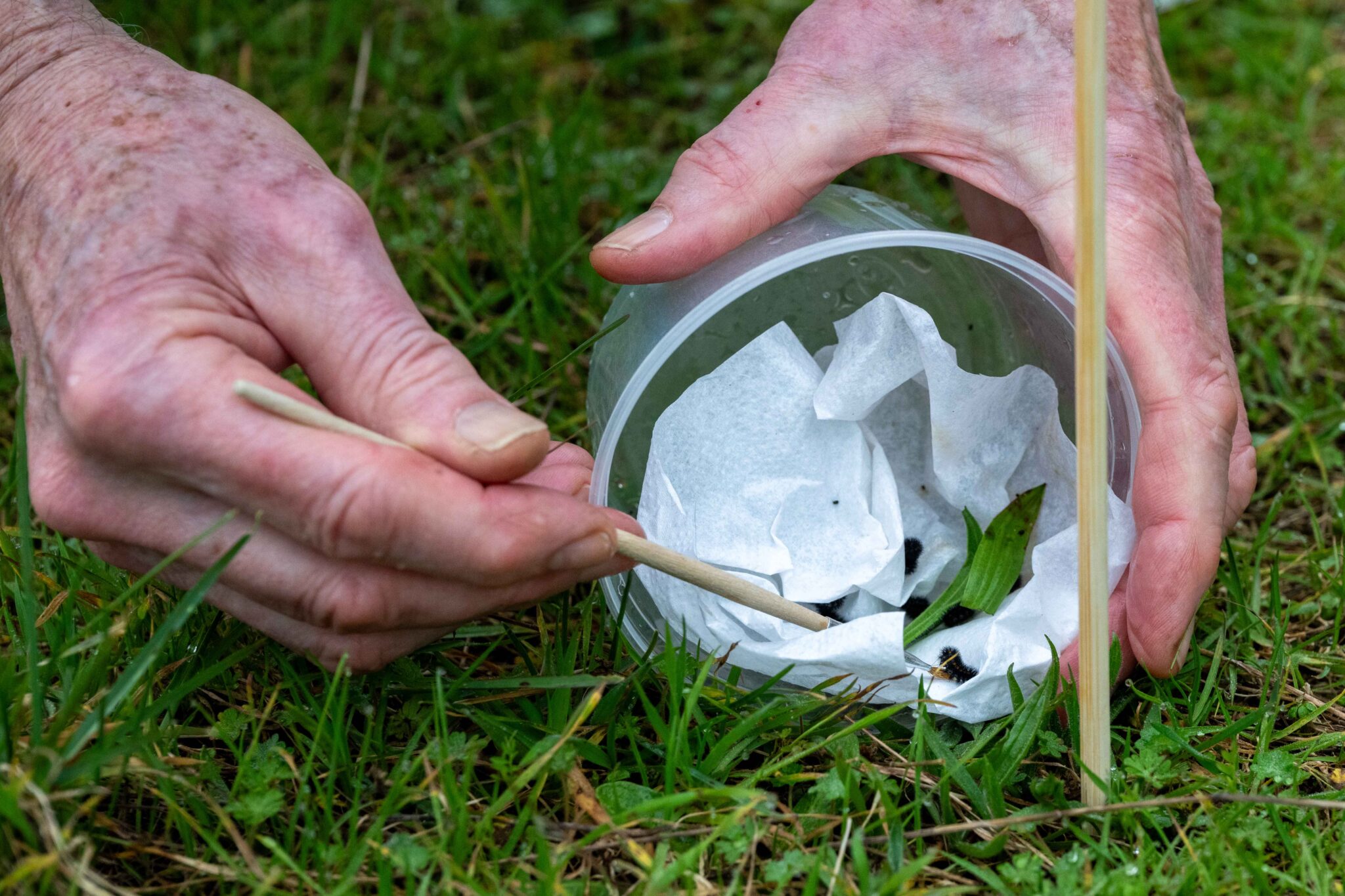 Major Milestone for Taylor’s Checkerspot Butterflies in Helliwell