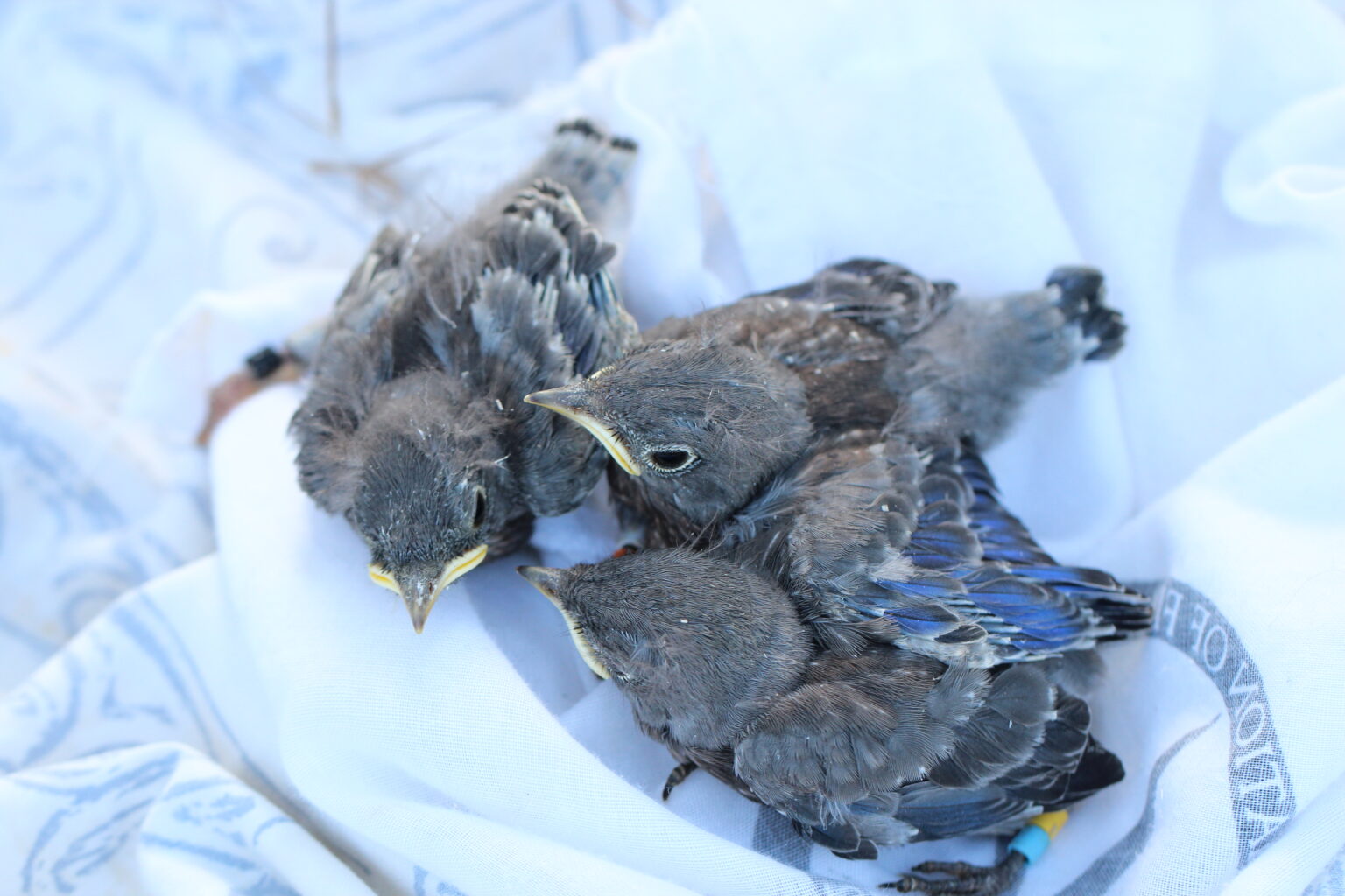 Bring Back the Bluebirds (2012–2016)