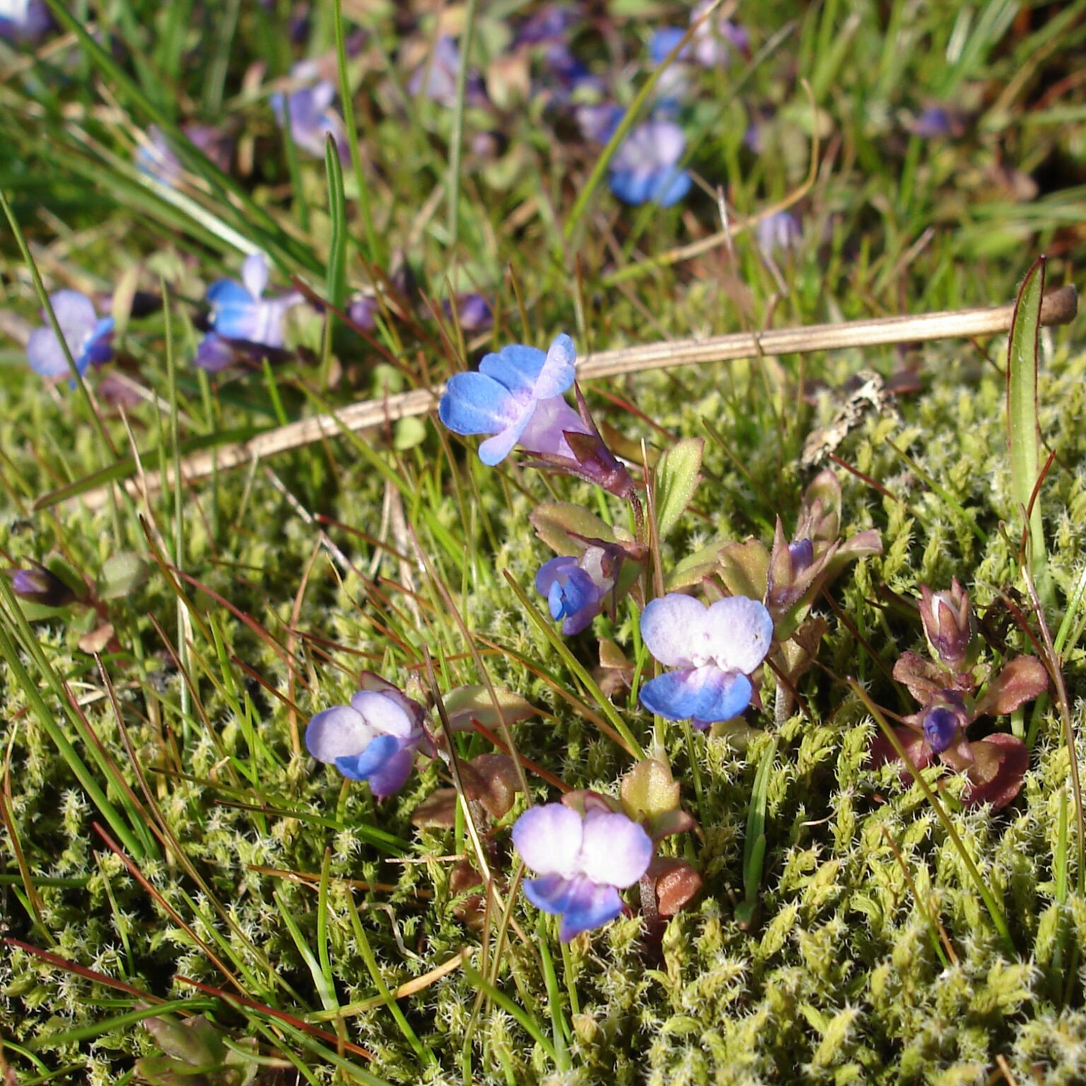 Collinsia Parviflora