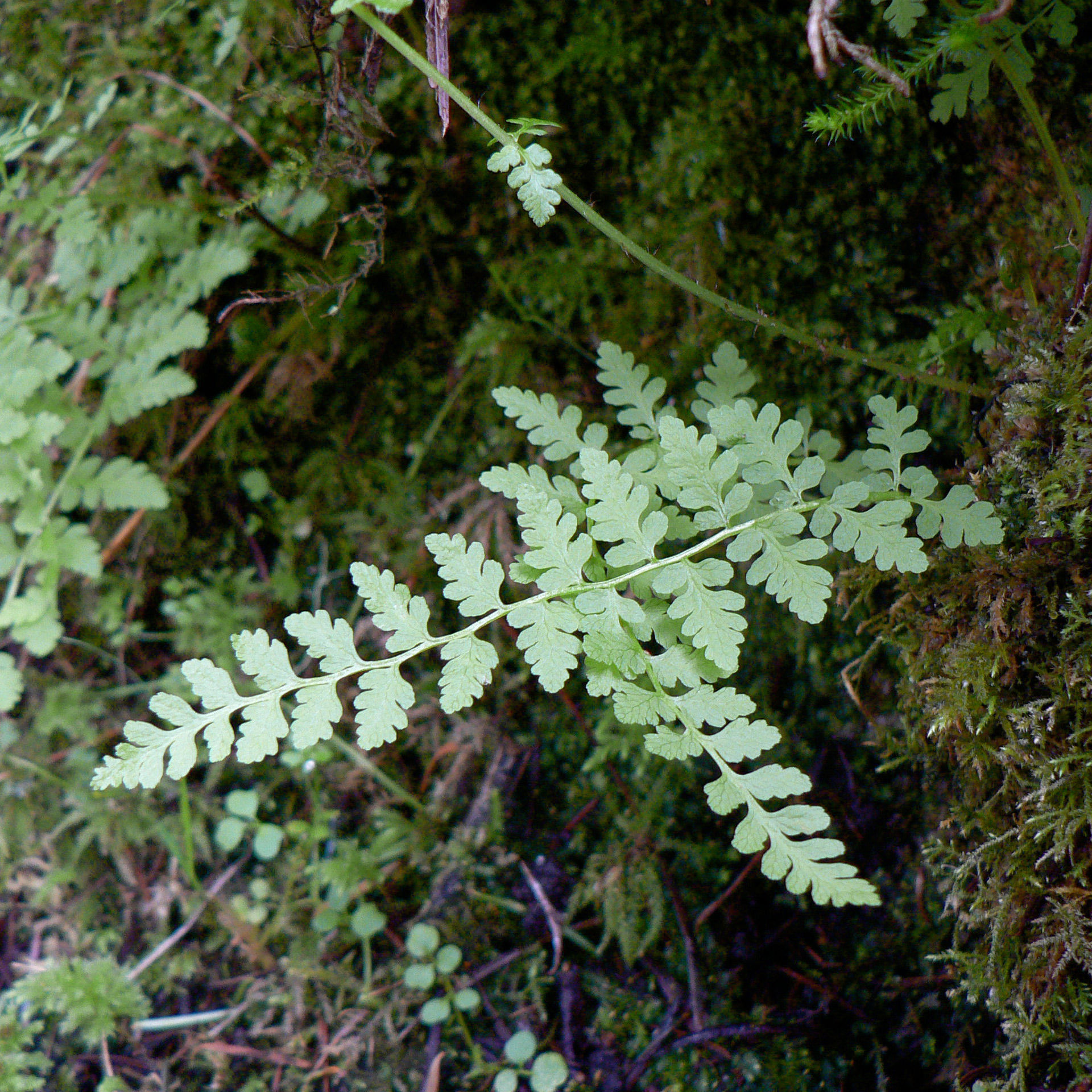 Ferns & Allies