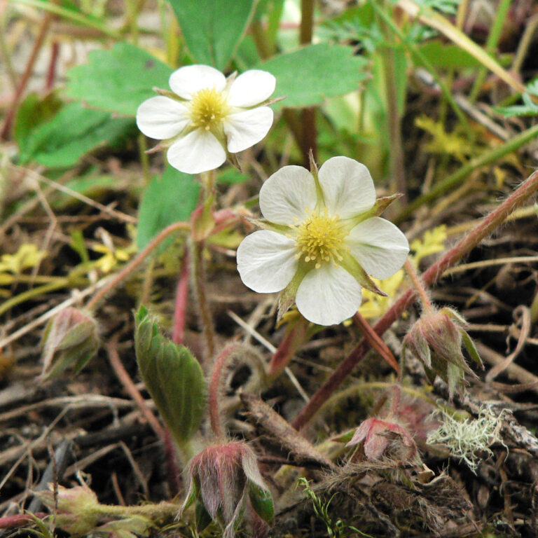 Fragaria Virginiana