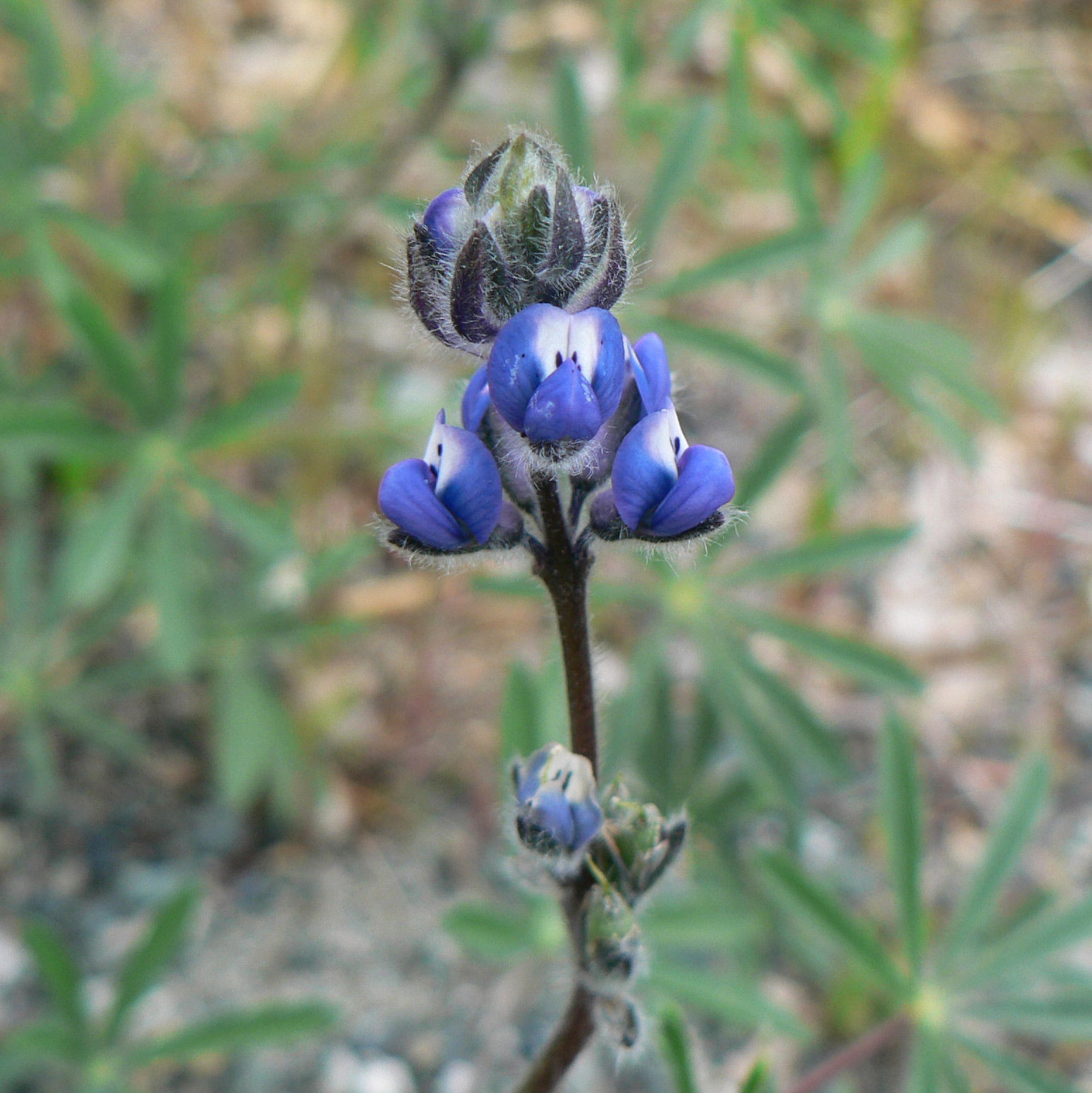 Lupinus Bicolor