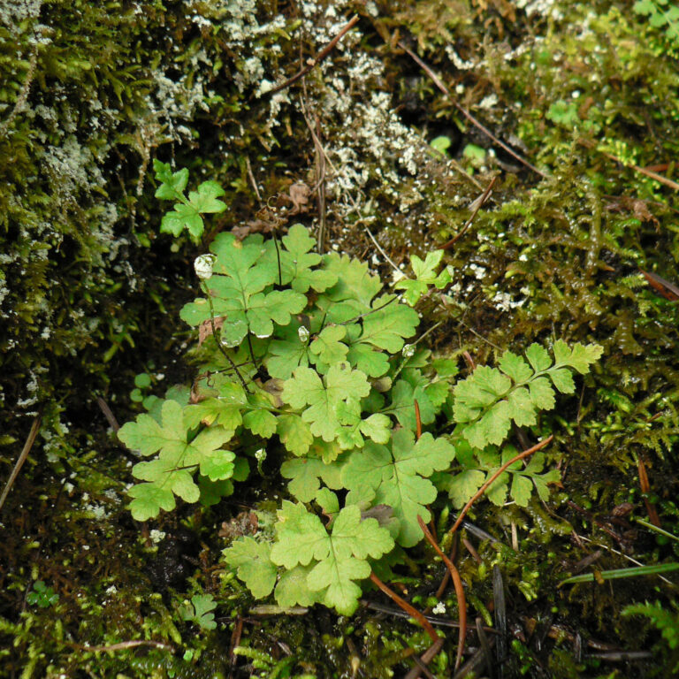 Pentagramma Triangularis