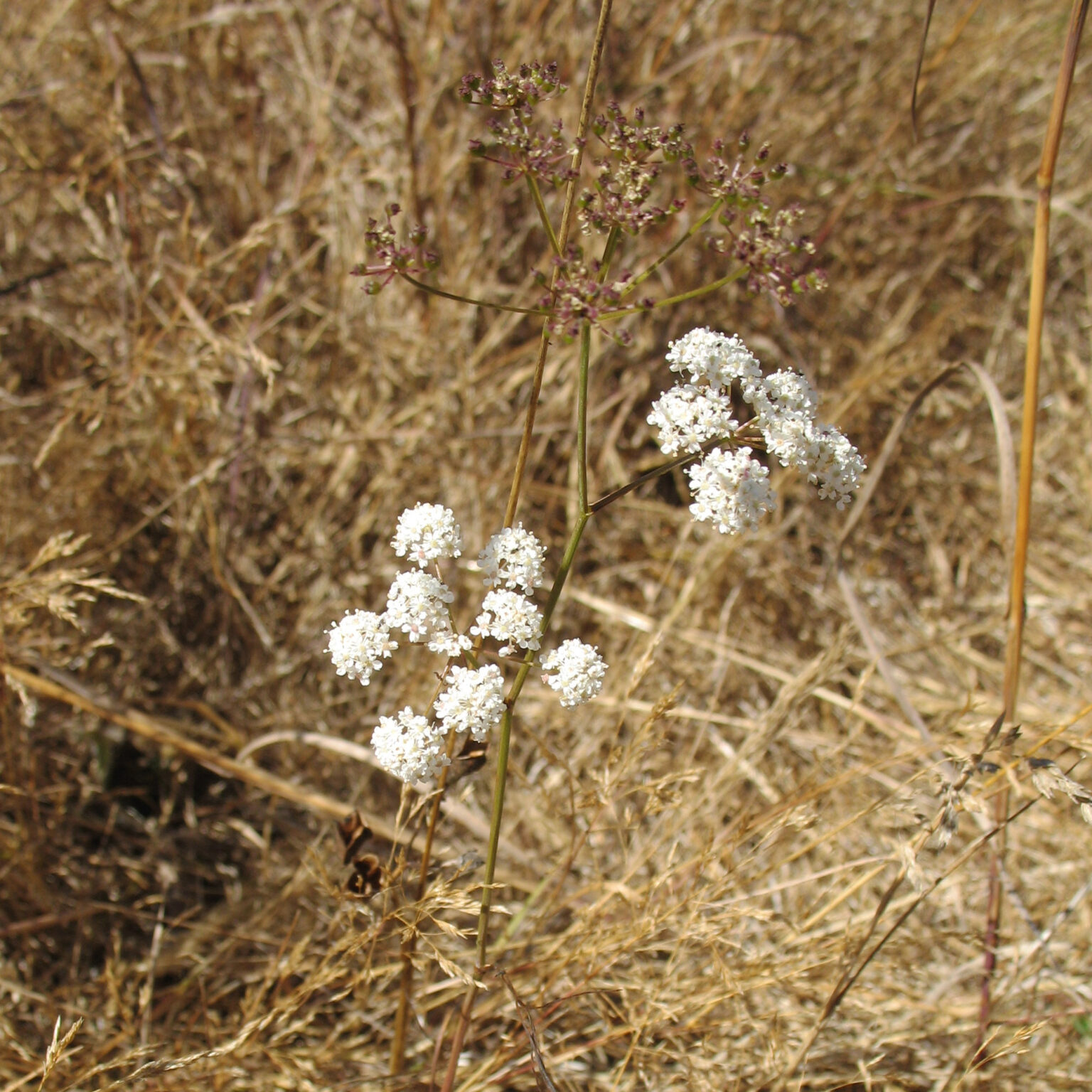 Perideridia Gairdneri