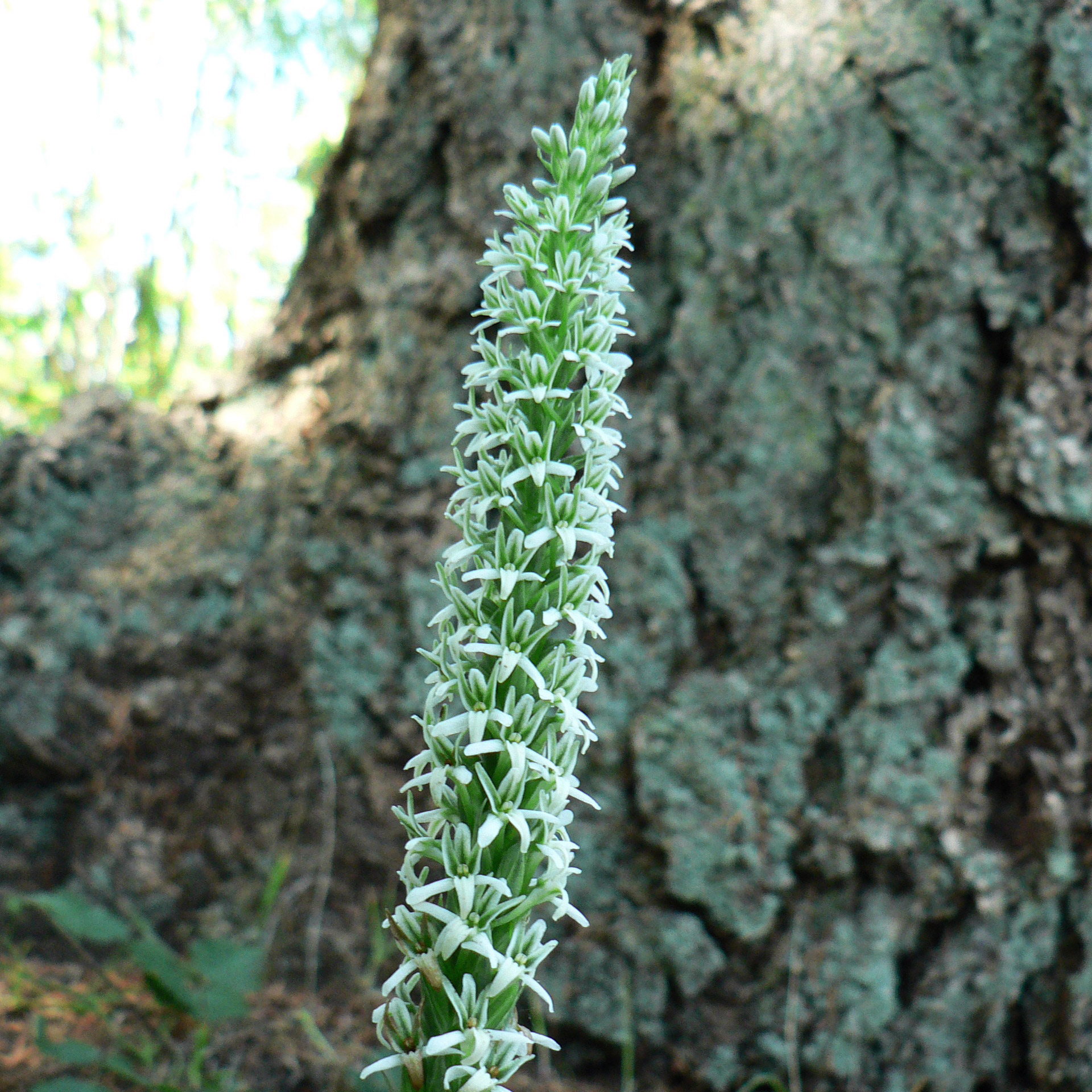 Piperia Elegans