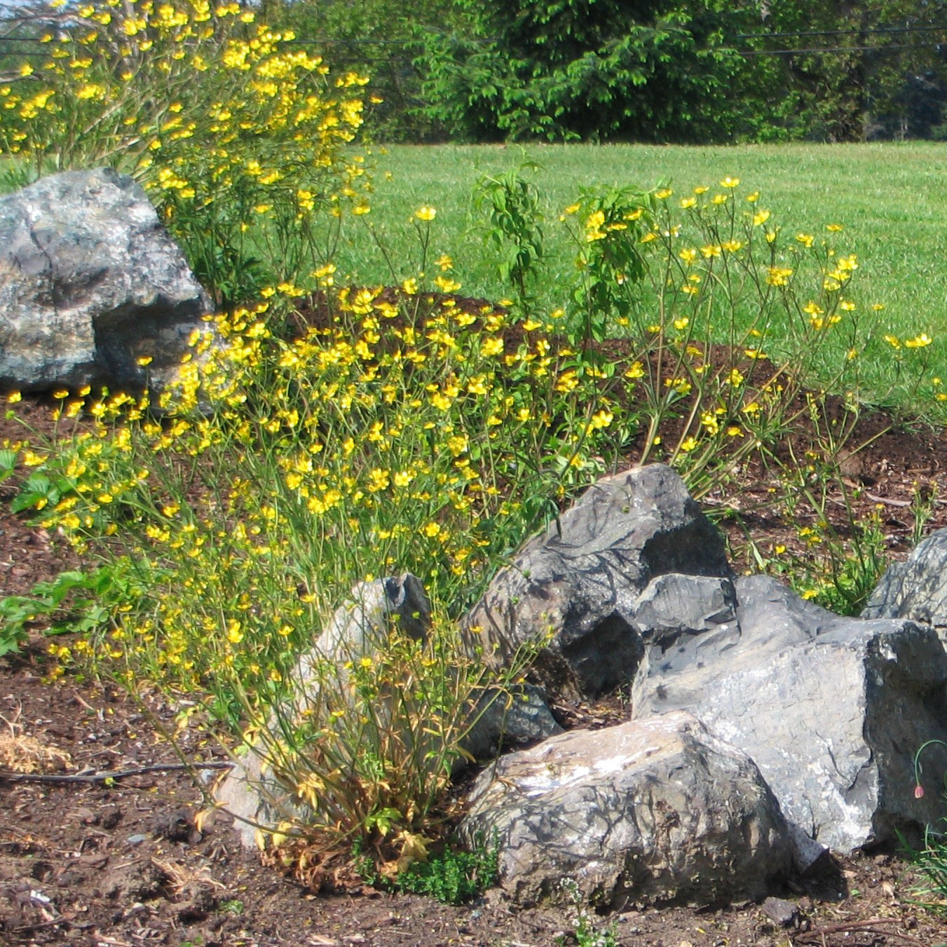 Ranunculus Occidentalis