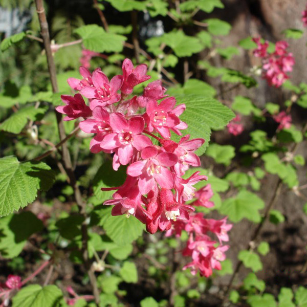 Ribes Sanguineum