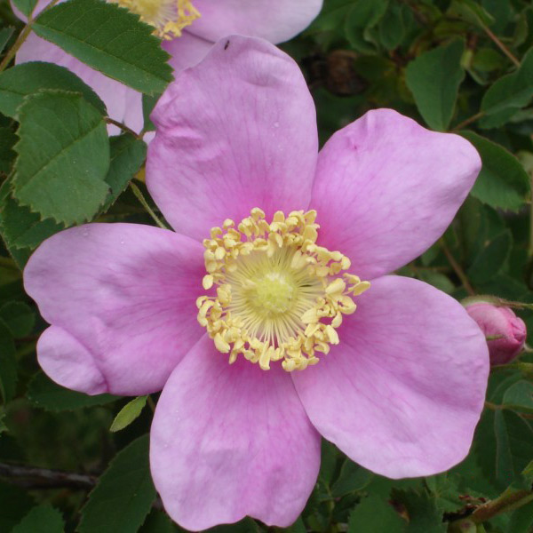 Rosa Nutkana